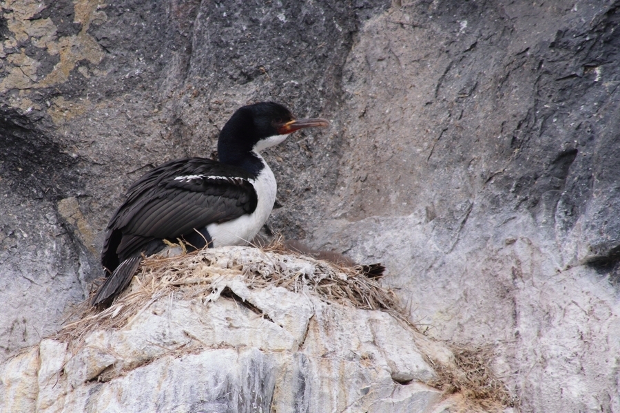 Auckland Island Shag from Auckland islands, Auckland Islands - Motu ...