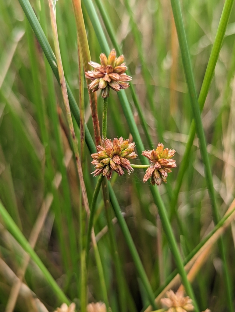 Juncus holoschoenus from Ararat, AU-VI, AU on January 5, 2023 at 12:04 ...