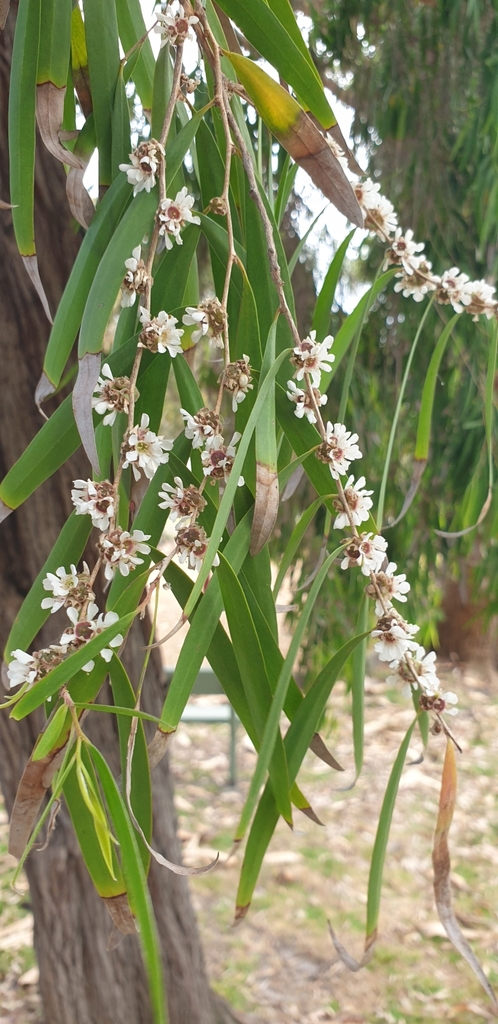 Western Australian Peppermint from Mount Martha VIC 3934, Australia on ...