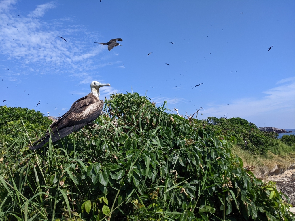 Magnificent Frigatebird from Isla Isabel on December 18, 2022 at 11:48 ...