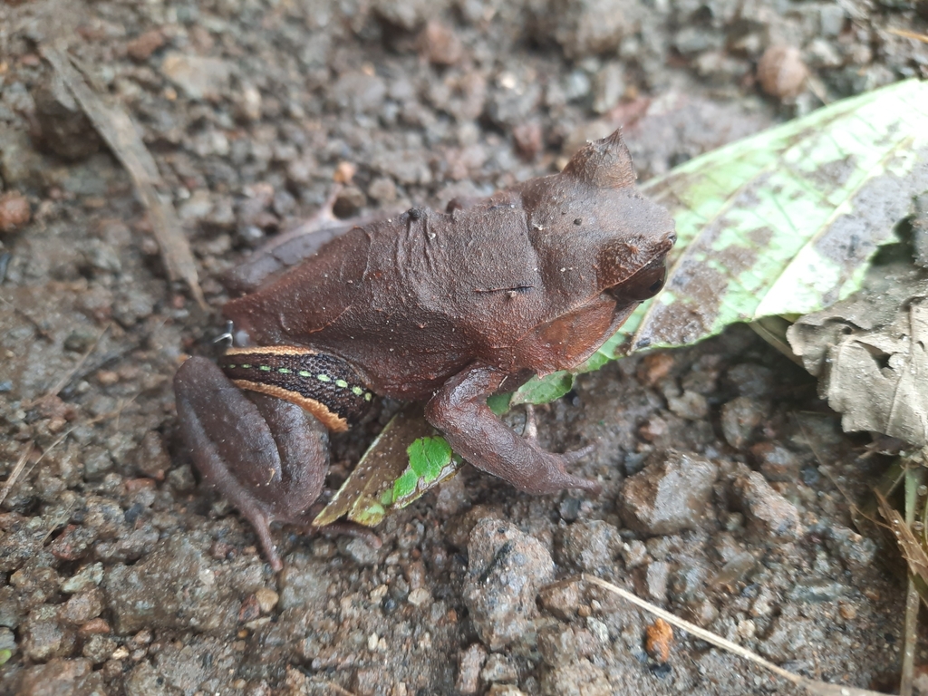 Mindanao Horned Frog from X8F6+996, Davao City, Davao del Sur ...