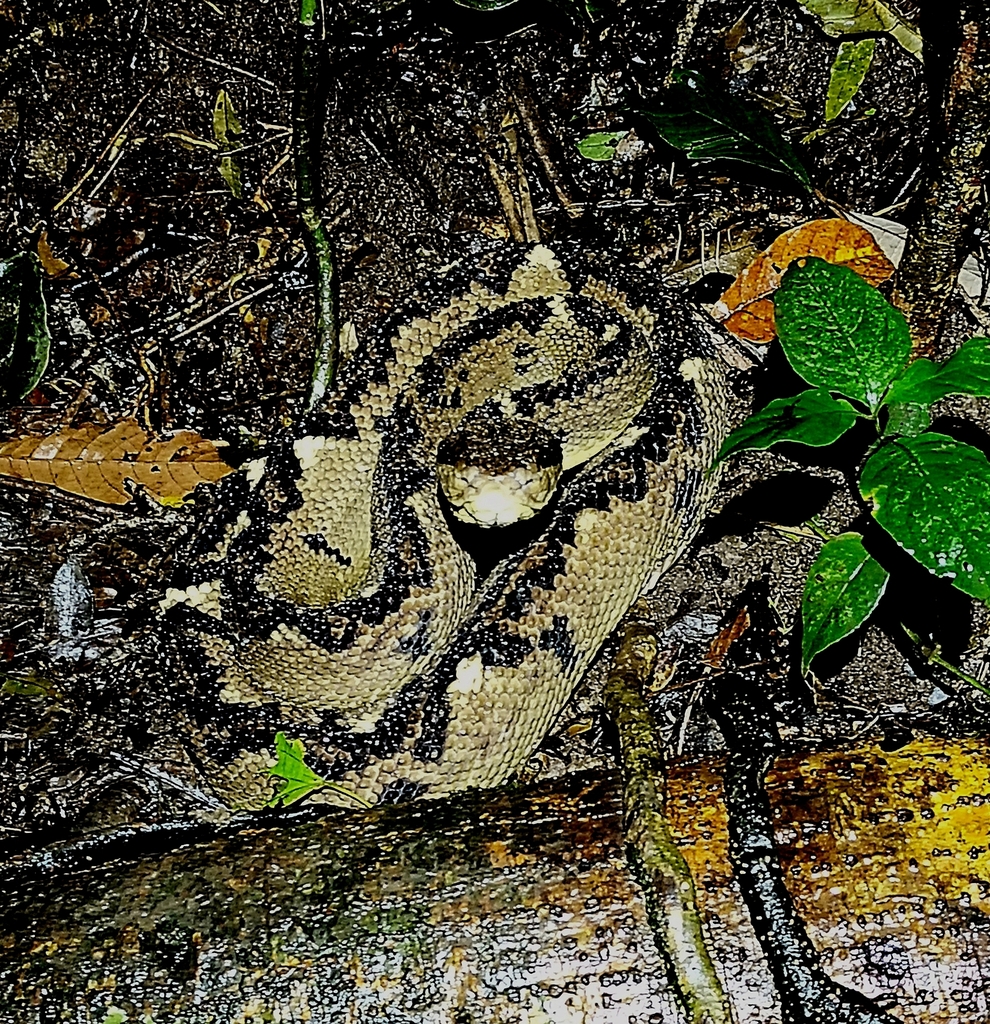 Central American Bushmaster from Santa Fe, Panamá on January 2, 2023 at ...