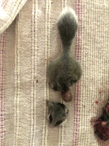 Graphiurus platyops · NaturaLista Colombia