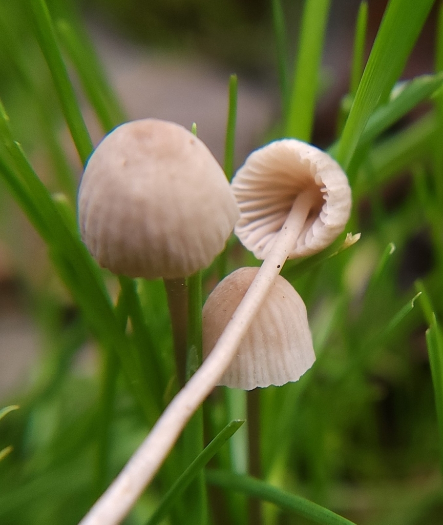 Bonnets from Clinton, WA 98236, USA on January 4, 2023 at 02:18 PM by ...