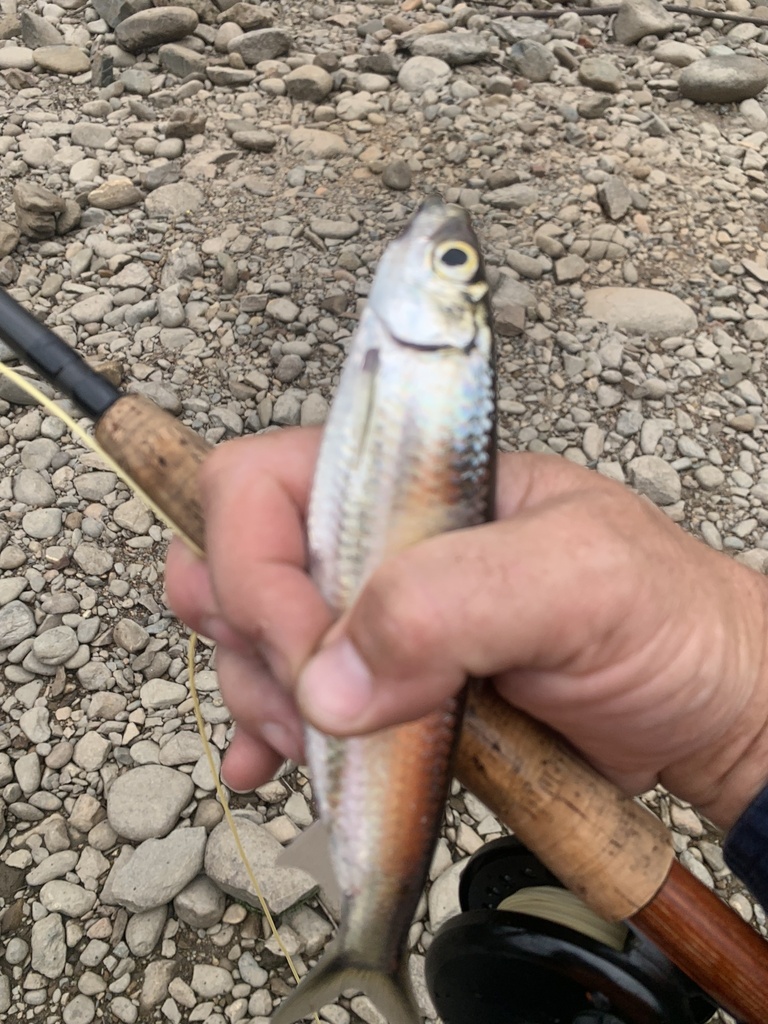 Freshwater Herring in January 2022 by Francois Taljard · iNaturalist