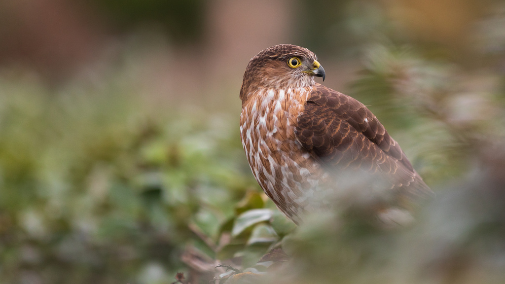 Sharp-shinned Hawk from School St, Fortuna, CA, US on December 8, 2021 ...