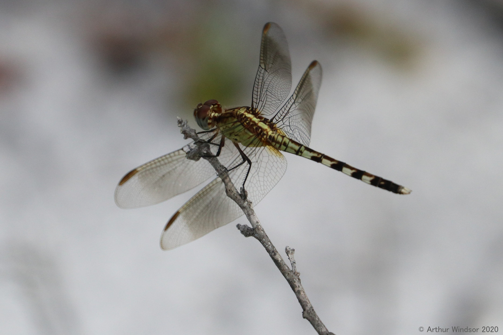 Band-winged Dragonlet from Jonathan Dickinson State Park, FL, USA on ...