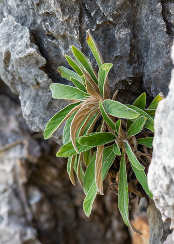 Paraboea fimbriata · iNaturalist United Kingdom