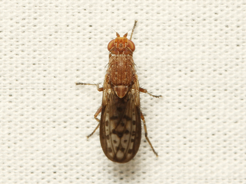 Suillia hololoma · iNaturalist