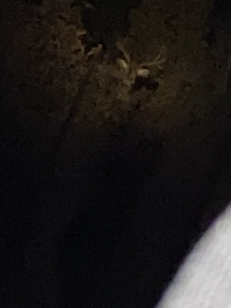 Texas White-tailed Deer from Del Rio, TX, US on January 4, 2023 at 07: ...