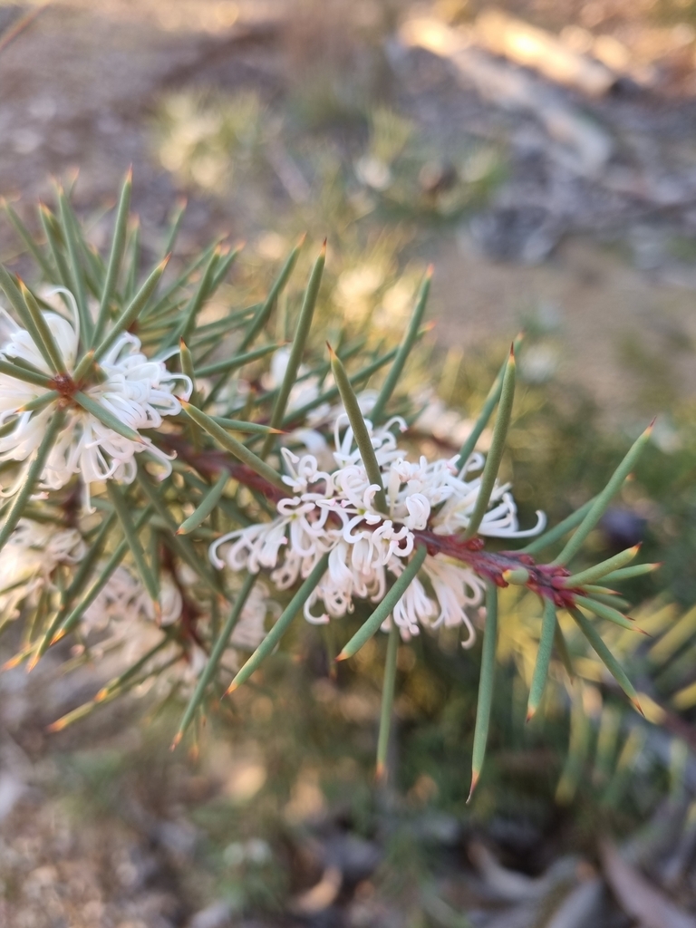 Bushy needlebush from Arega, 3260, Portugal on January 5, 2023 at 04:53 ...