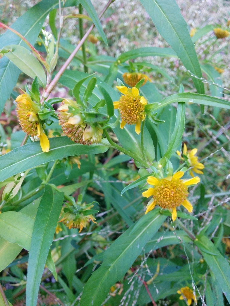 Nodding Beggarticks on October 10, 2015 at 06:14 PM by Jean Epiphan ...