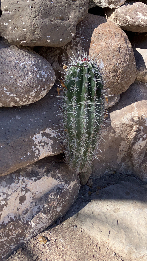 Mexican Giant Cactus from Loreto, MX-BS, MX on January 04, 2023 at 11: ...