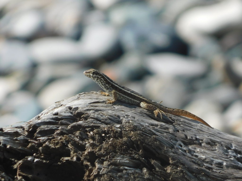 Haitian Curlytail Lizard from Nizao, 94000, Dominican Republic on ...