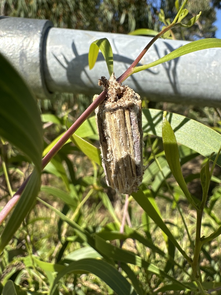 Case Moths from Peninsula Link Trl, Seaford, VIC, AU on January 06 ...