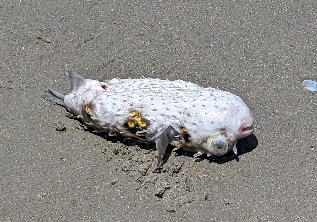 Deepwater Burrfish from Marine Parade - Pacific Avenue, Mount Maunganui ...
