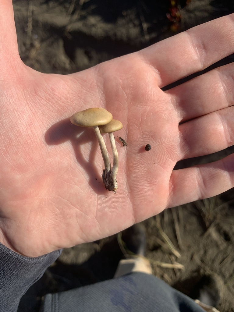 Wavy Cap in December 2022 by Gandalf · iNaturalist