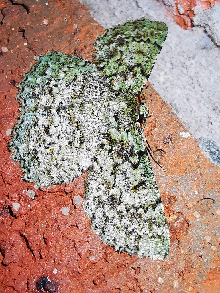 Green Looper in January 2023 by James Peake · iNaturalist