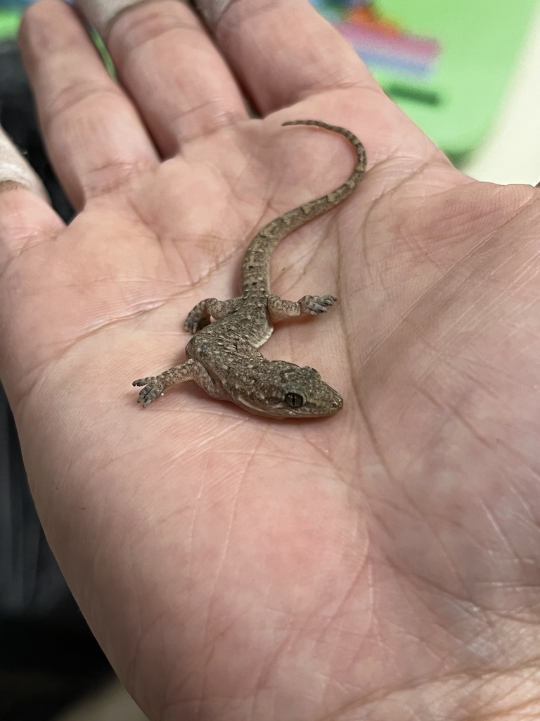 Oriental House Gecko from 中正區, TW on January 6, 2023 at 12:22 PM by ...