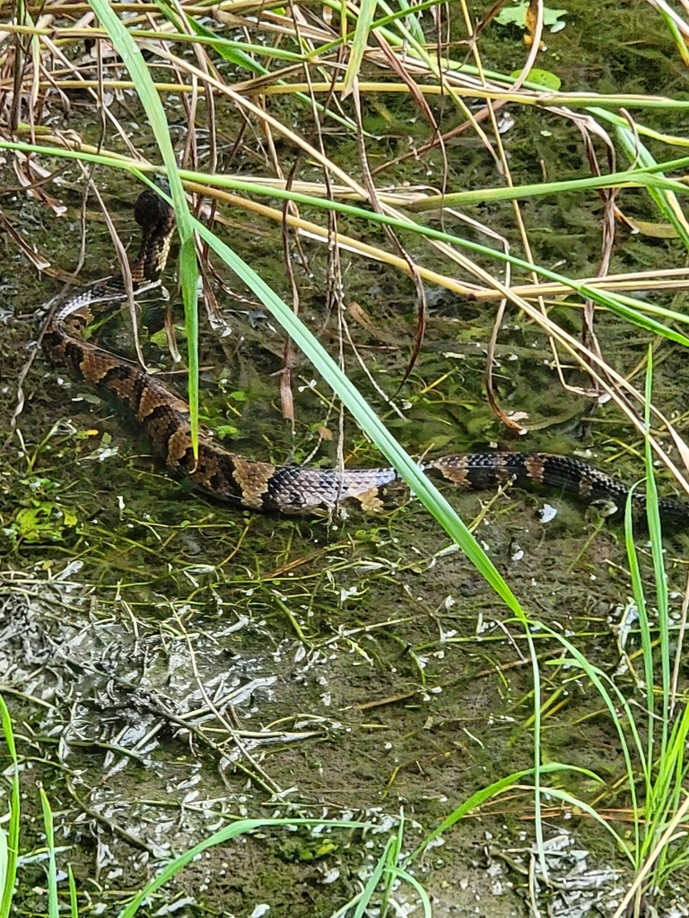 Northern Cottonmouth from Lillington, NC 27546, USA on July 18, 2022 at ...