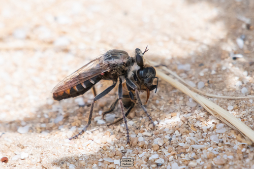 Saropogon distinctus · NaturaLista Colombia