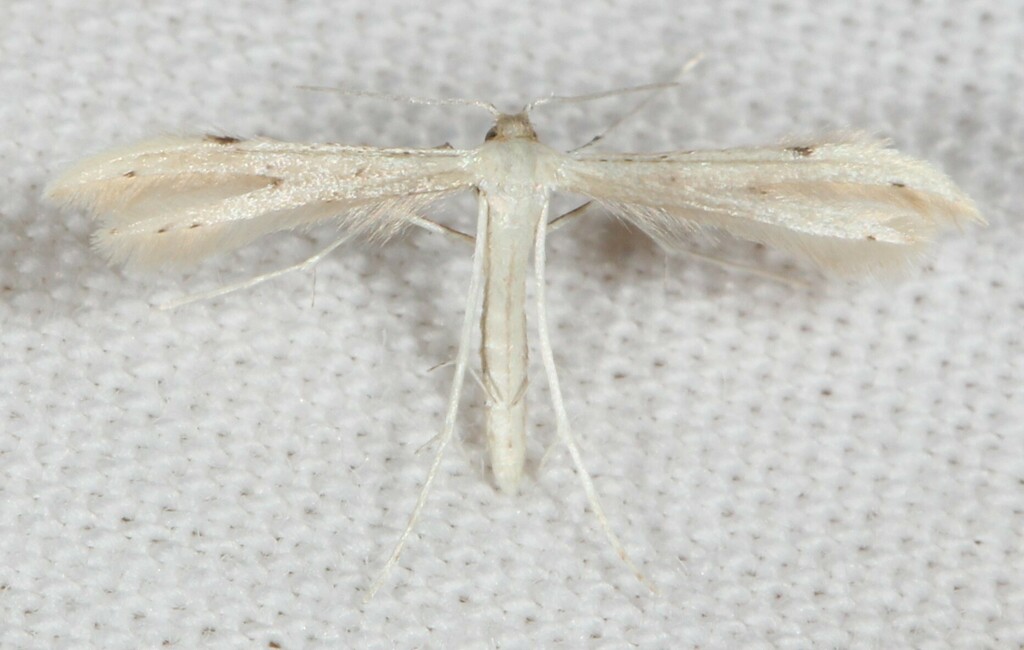 Three- and Two-dotted Plume Moths from Cecil County, MD, USA on ...