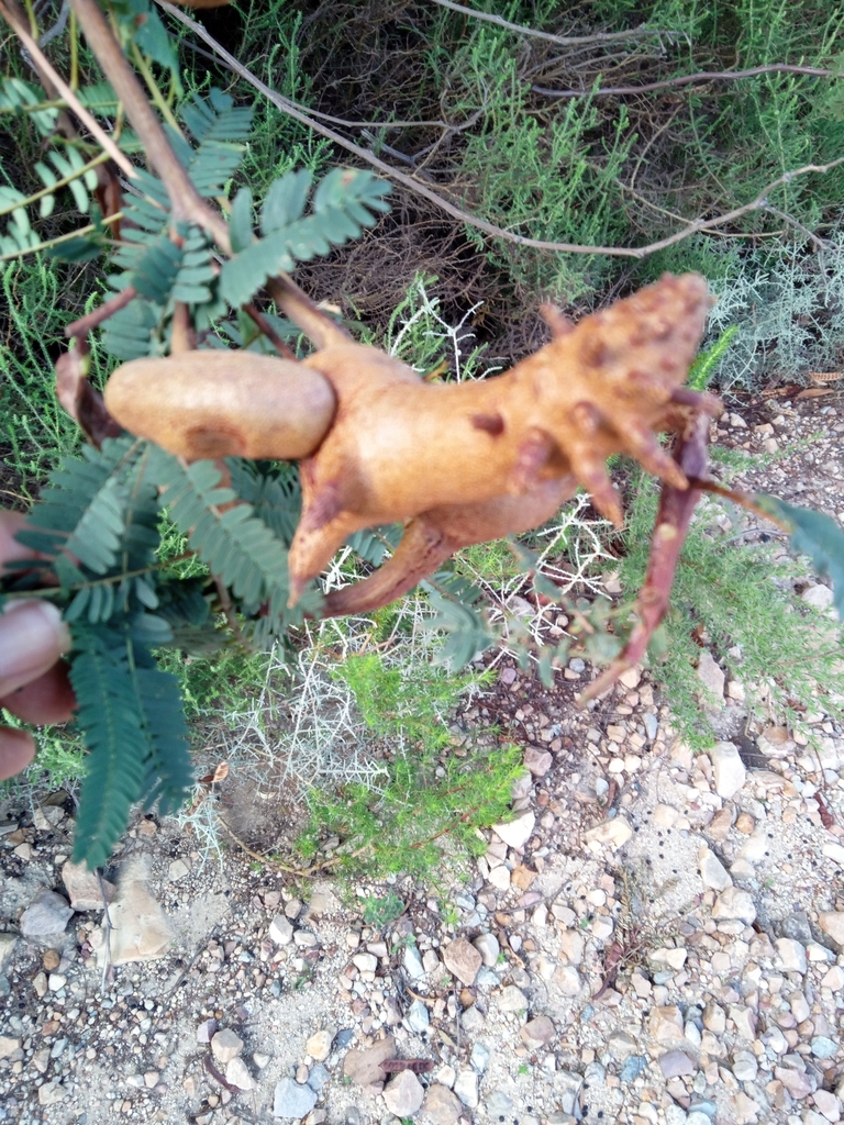 Plume Albizia from Drakenstein Municipality, South Africa on January 06 ...