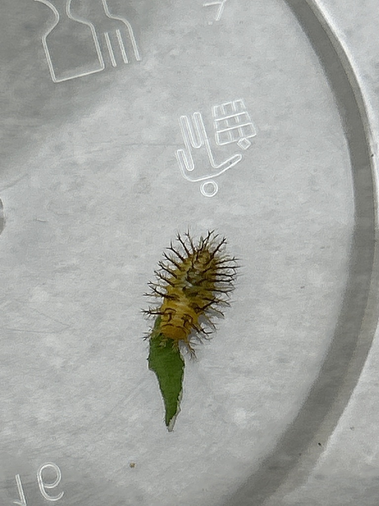 Hadda Beetle from Jalan Frekuensi U16/110, Shah Alam, Selangor, MY on ...