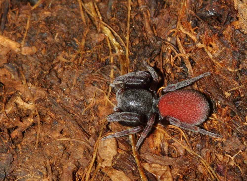 Common Palp-footed Spiders from Kazımkarabekir/Karaman, Türkiye on May ...