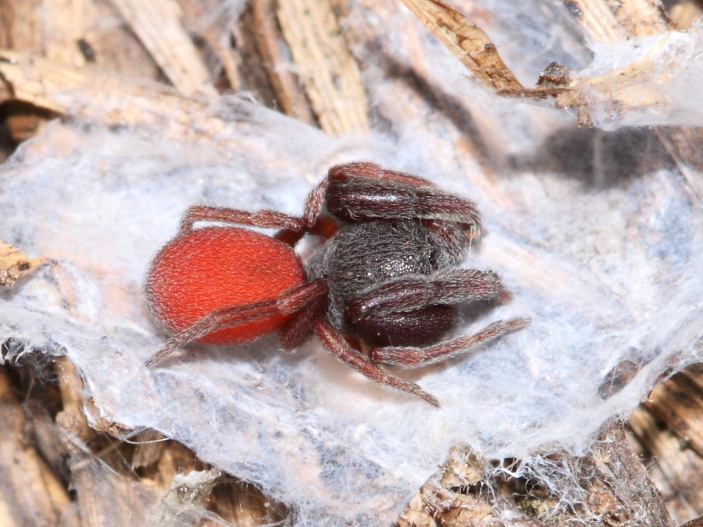 Common Palp-footed Spiders from Madenşehri, 70000 Madenşehri/Karaman ...