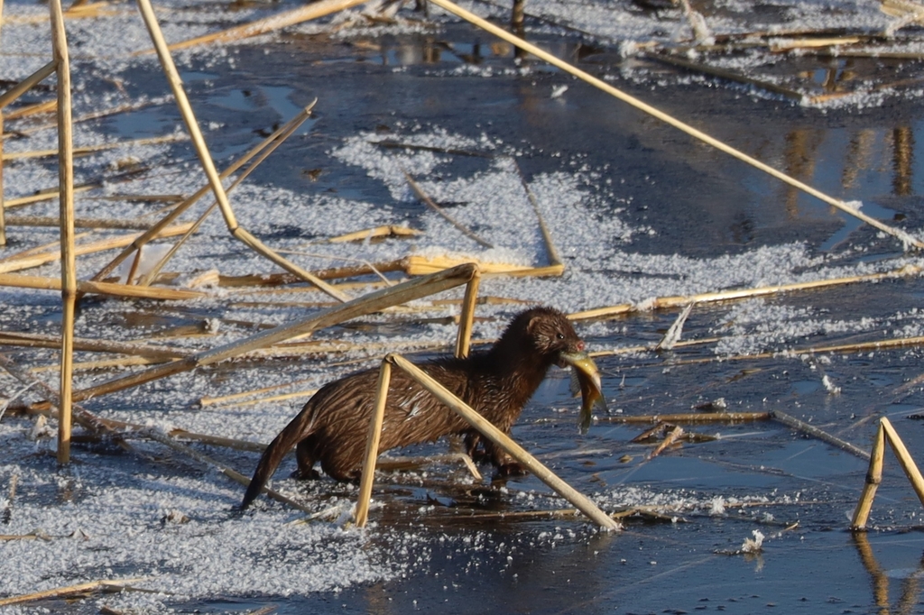 American Mink from East Bloomington, Bloomington, MN, USA on January 06 ...