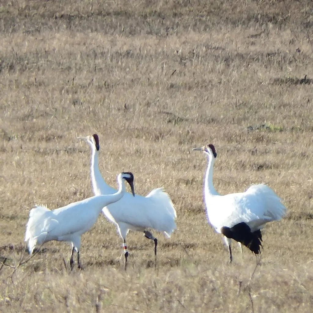 Whooping Crane in January 2023 by Maria Cobarruvias. Total of 9 ...