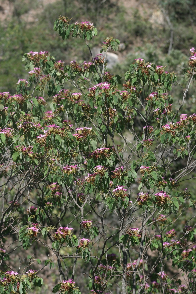 Chihuahuan orchid tree from Cañón El Marrubial, Galeana NL on May 11 ...