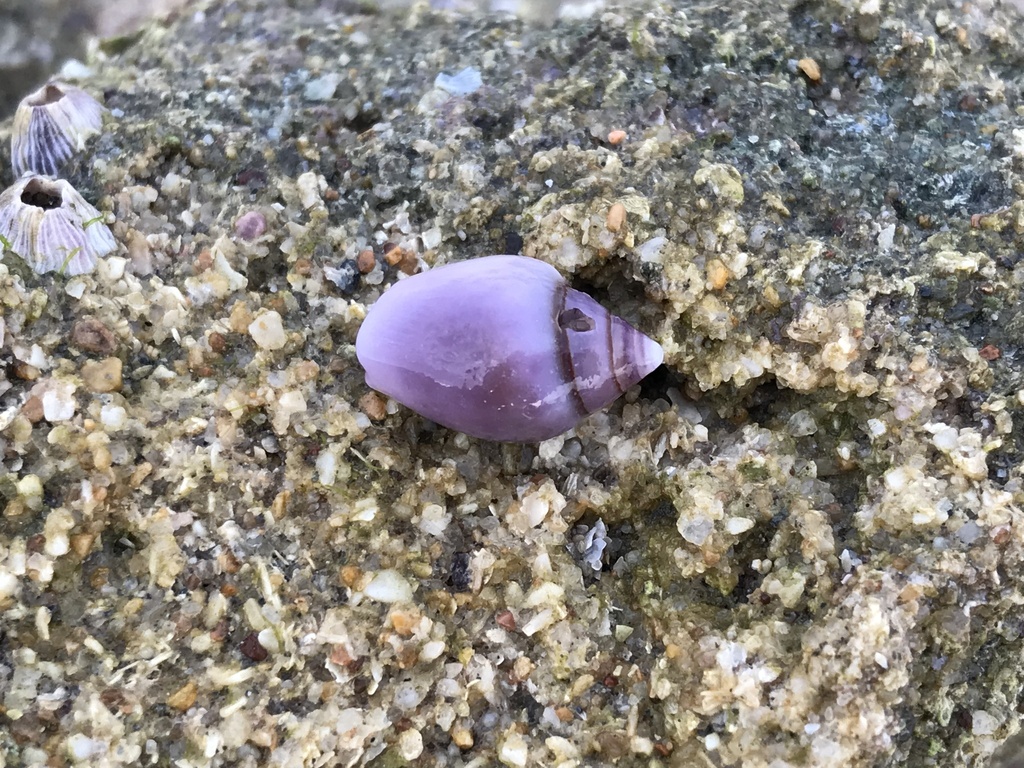 Columbella aureomexicana from Golfo de California, MX on January 5 ...