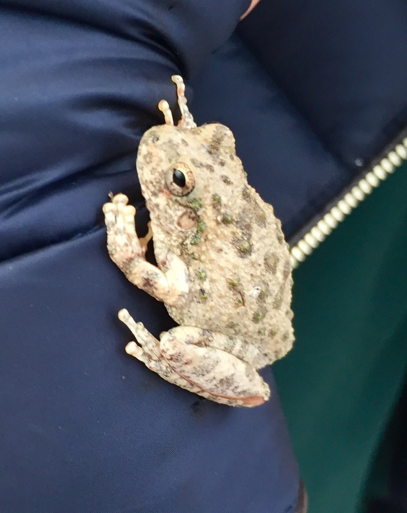 Canyon Tree Frog from Jesús María, Jesús María, AGS, MX on September 14 ...