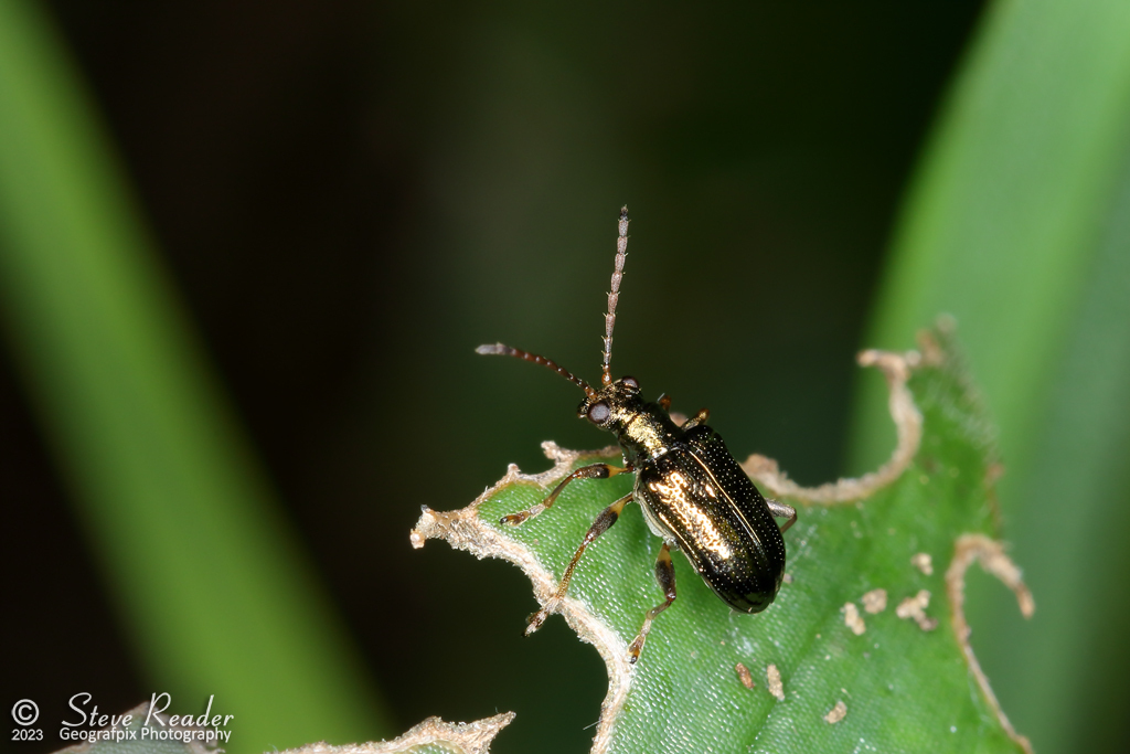 Tradescantia leaf beetle from Flagstaff, Hamilton, New Zealand on ...