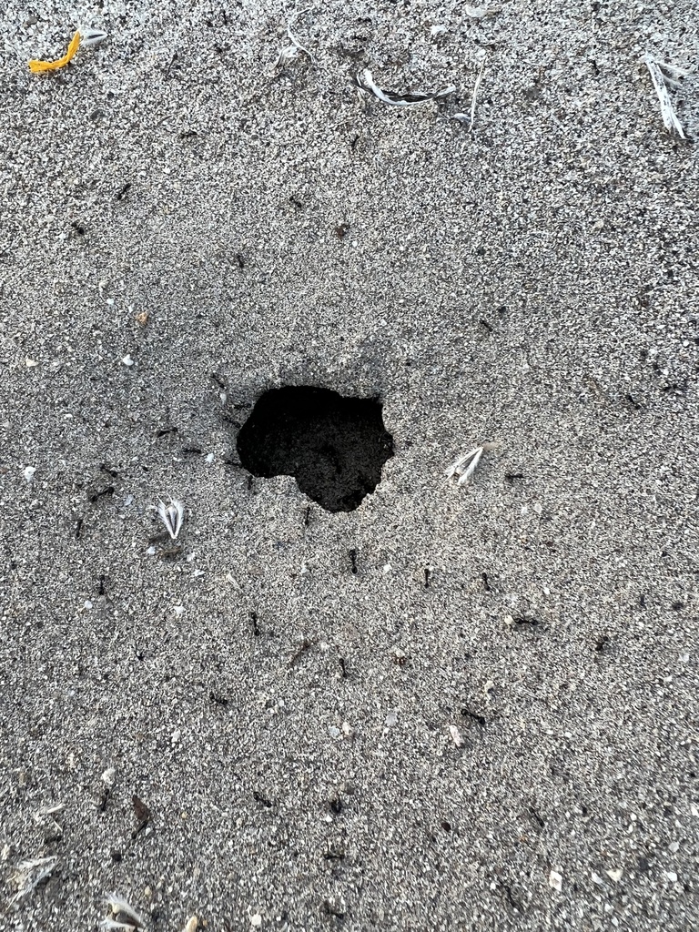 Veromessor pergandei from Borrego Springs, CA, US on January 06, 2023 ...