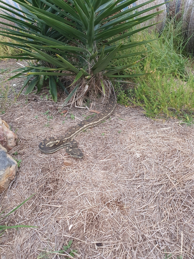 Coastal Carpet Python from Booyal QLD 4671, Australia on November 20 ...