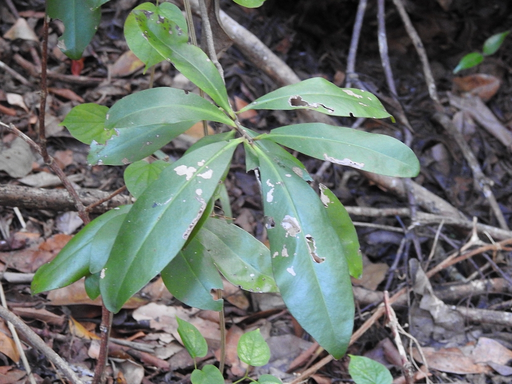 Parathesis cubana from Benito Juárez, Quintana Roo, Mexico on December ...