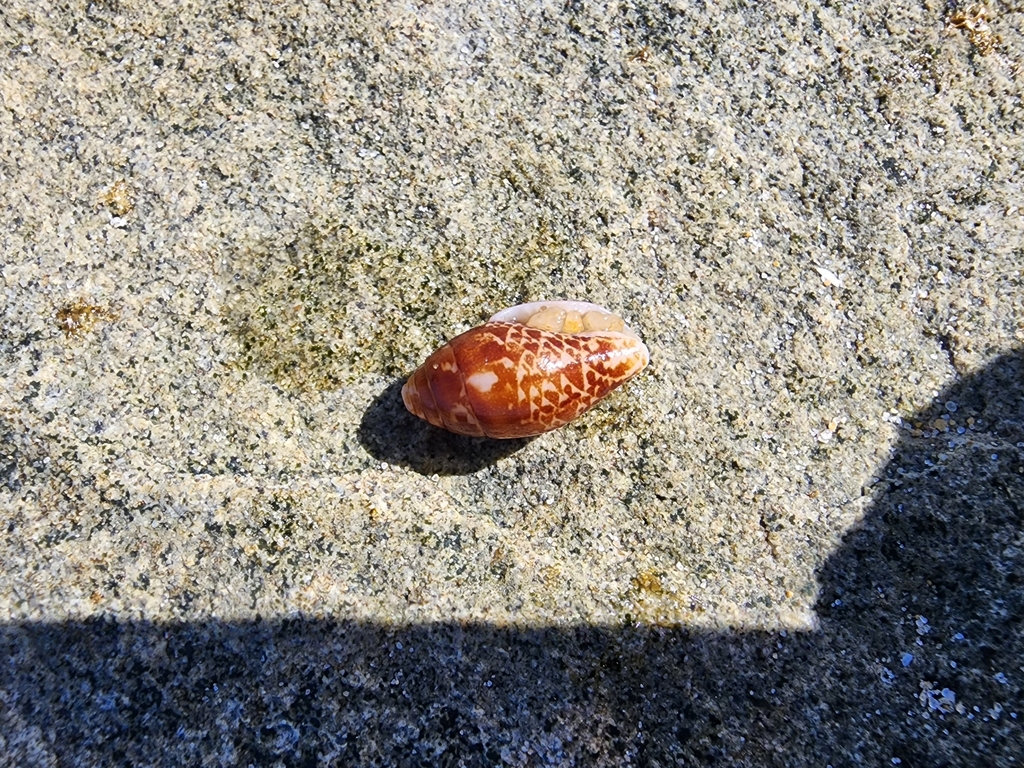 Pyrene punctata from Australia on January 07, 2023 at 03:16 PM by Amber ...