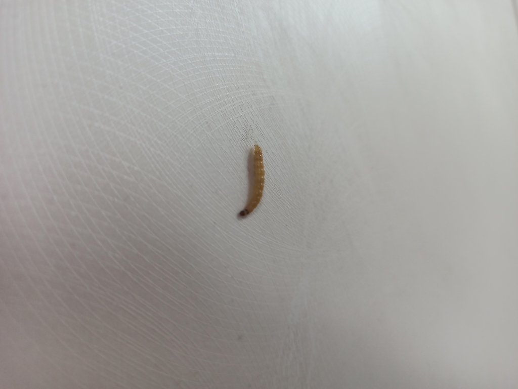 Insects from H2XC+J8W, Karbala 56001, Iraq on January 7, 2023 at 12:42 ...