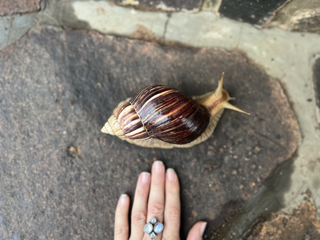 Giant Blonde Snail from UMkhuze Game Reserve, Mkuze, KZN, ZA on ...