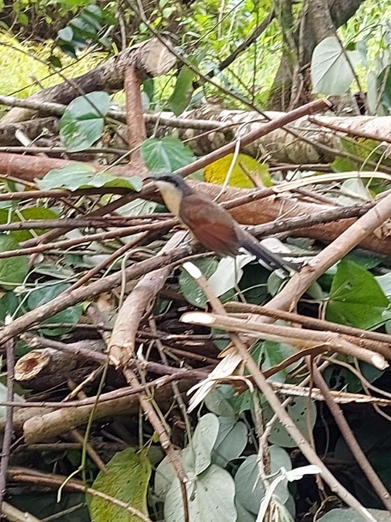 Cocos Cuckoo in December 2022 by Dylan Calderón · iNaturalist