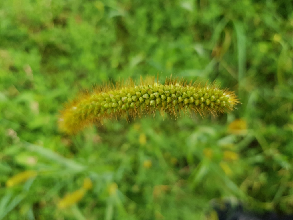 yellow foxtail from Montreal, QC H3B, Canada on August 10, 2022 at 10: ...