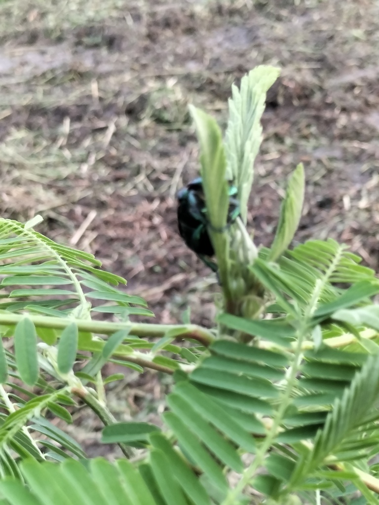 Scarabs from 台灣宜蘭縣 on September 10, 2022 at 05:47 PM by 生態棲地 · iNaturalist