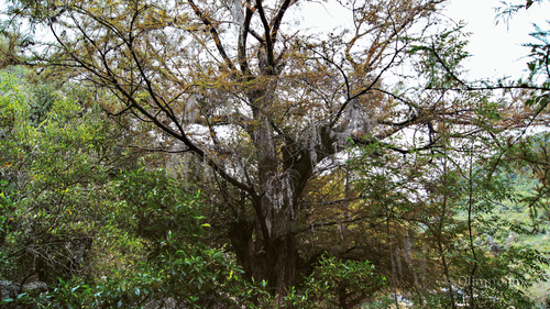 Taxodium huegelii · iNaturalist