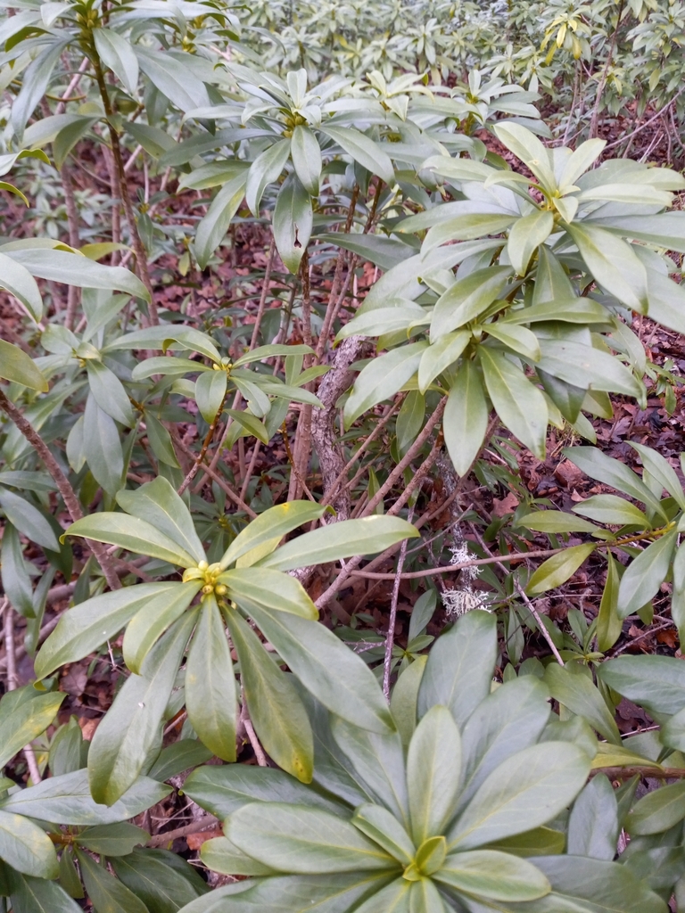 Spurge-laurel from Victoria, BC V8X 2C7, Canada on January 04, 2023 at ...