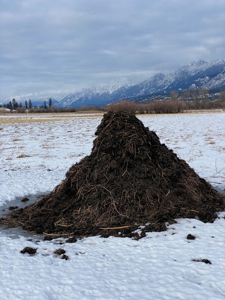 Muskrat from East Kootenay, BC, Canada on January 4, 2023 at 02:34 PM ...