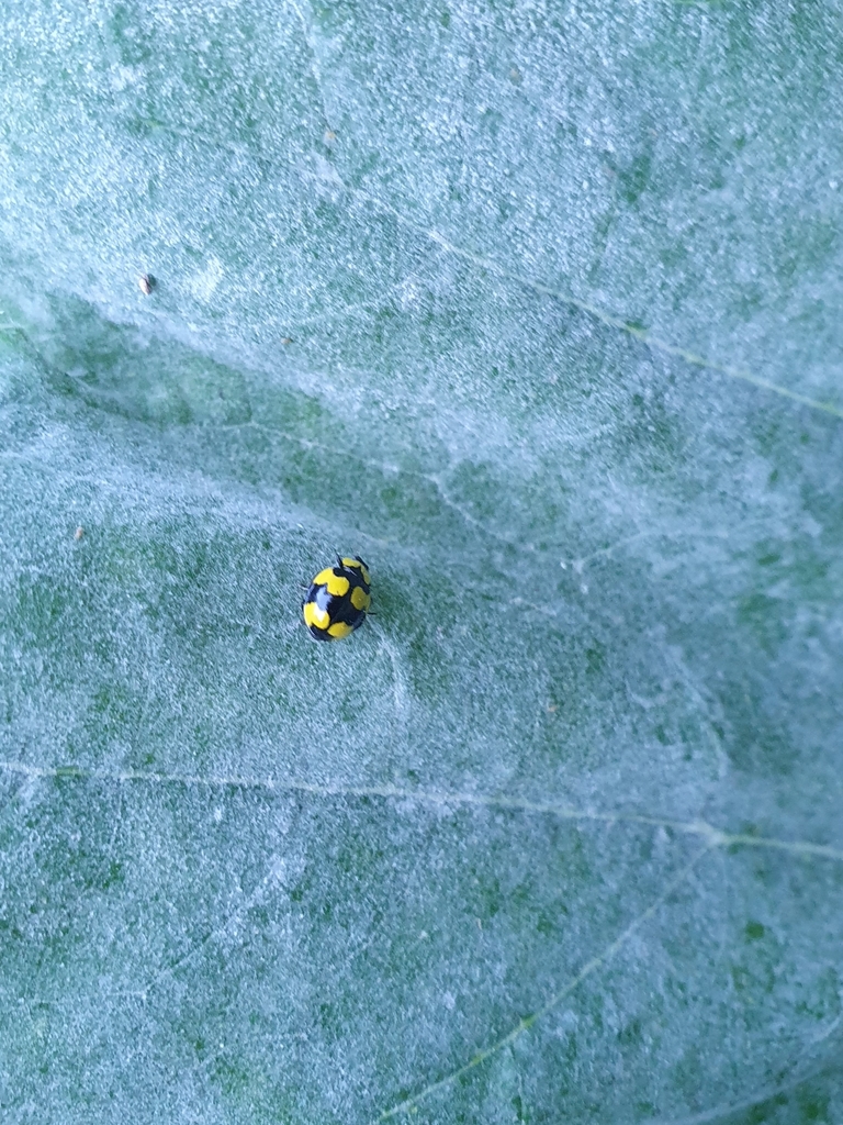 Fungus-eating ladybird from Drayton QLD 4350, Australia on January 06 ...
