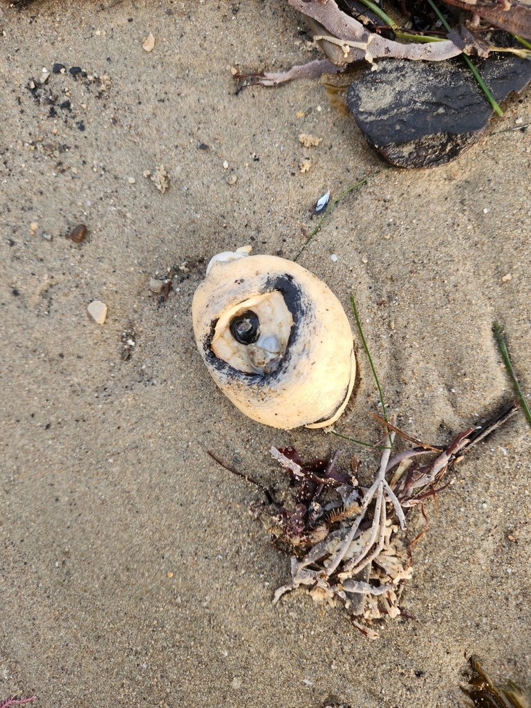 Giant Keyhole Limpet from Ventura County, US-CA, US on January 7, 2023 ...